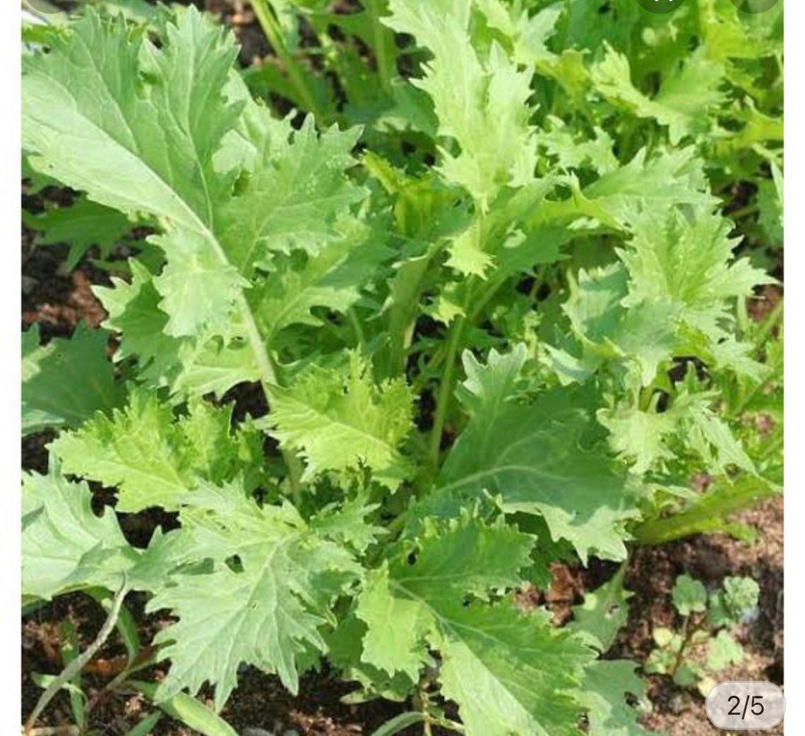 500 Chinese Green Mustard Seeds Xue-li-hong Leaf GAI CHOI - Etsy