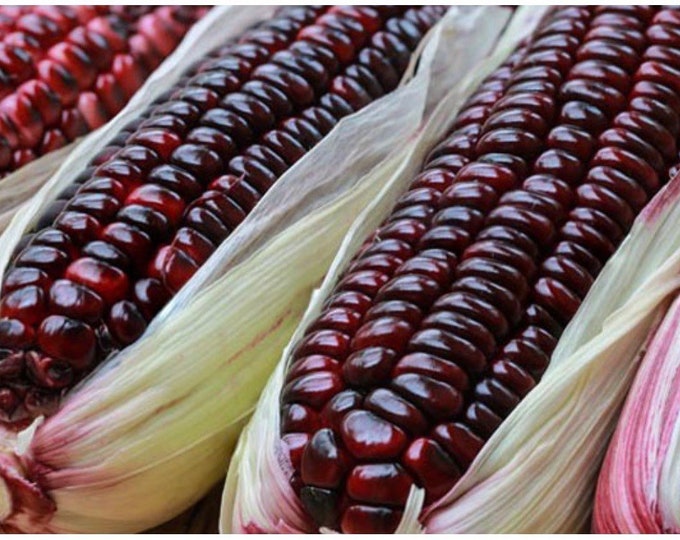 20 Purple Peruvian Corn Seeds - Etsy