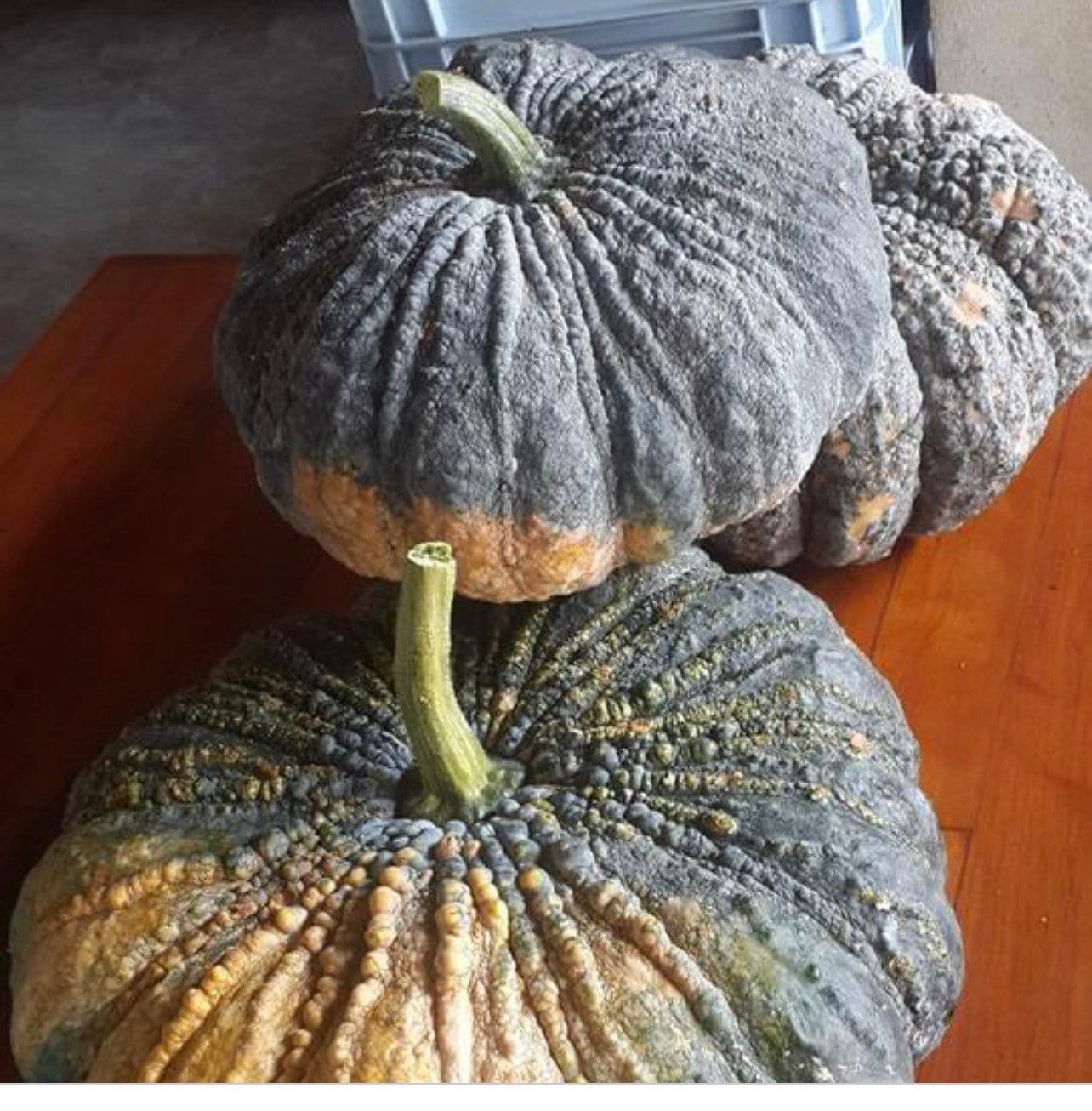 Thai Pumpkin Seeds Thai Squash Seeds ASIAN Squash Winter | Etsy