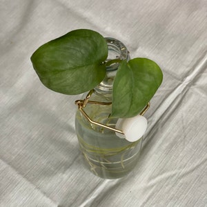 Silver Hero Platinum US Seller Rare Scindapsus Pictus Pothos Plant ...