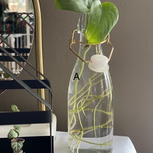 Silver Hero Platinum US Seller Rare Scindapsus Pictus Pothos Plant ...