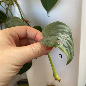 Silver Hero Platinum US Seller Rare Scindapsus Pictus Pothos Plant ...