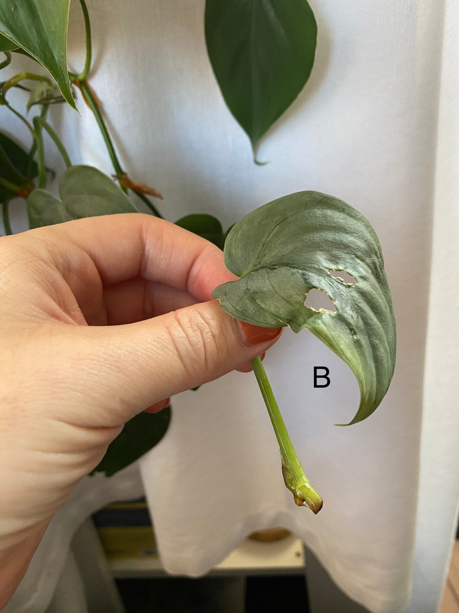 Silver Hero Platinum US Seller Rare Scindapsus Pictus Pothos - Etsy