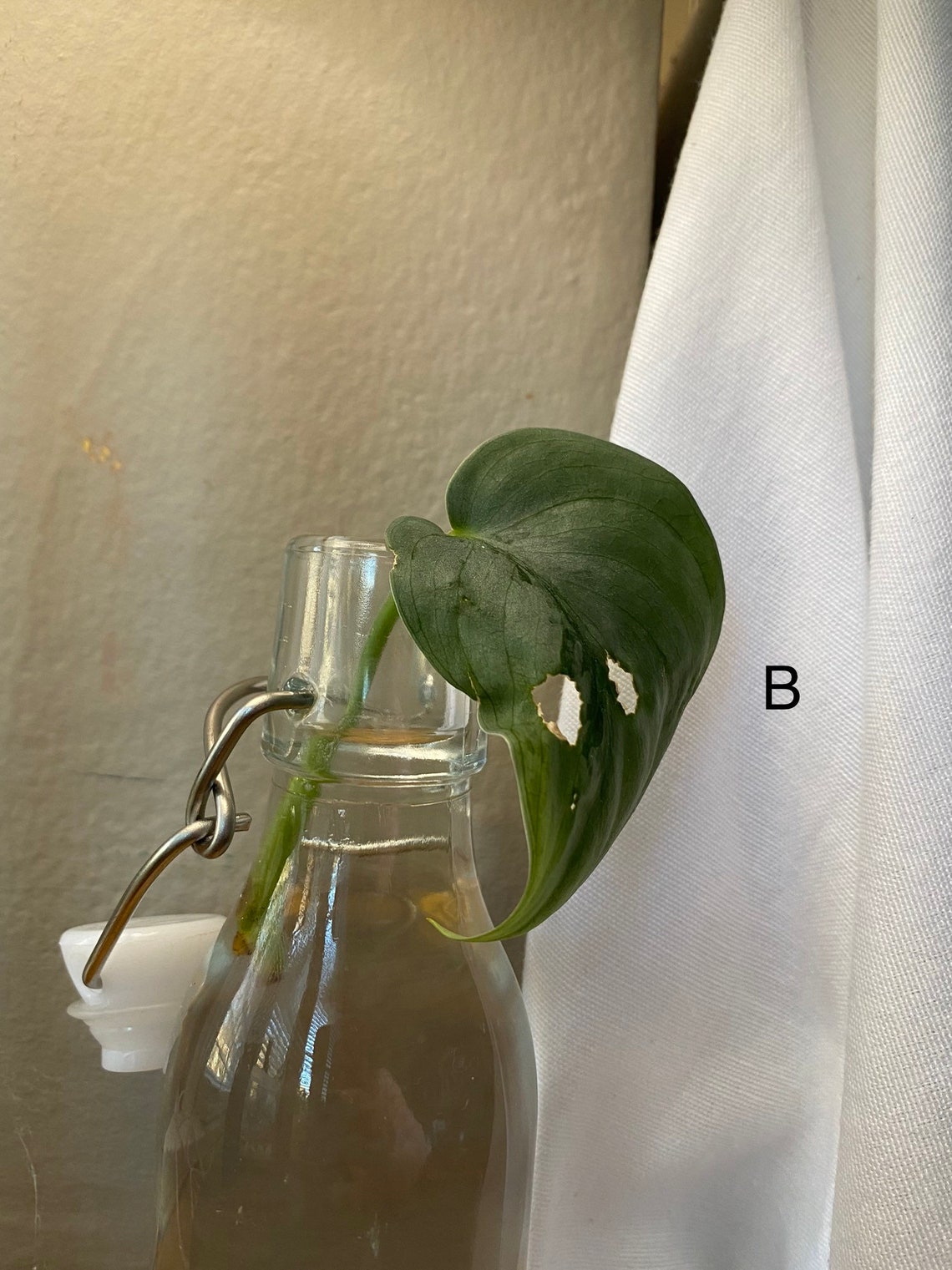 Silver Hero Platinum US Seller Rare Scindapsus Pictus Pothos - Etsy