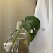 Silver Hero Platinum US Seller Rare Scindapsus Pictus Pothos Plant ...