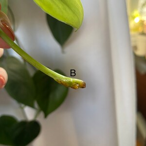 Silver Hero Platinum US Seller Rare Scindapsus Pictus Pothos Plant ...