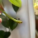 Silver Hero Platinum US Seller Rare Scindapsus Pictus Pothos - Etsy