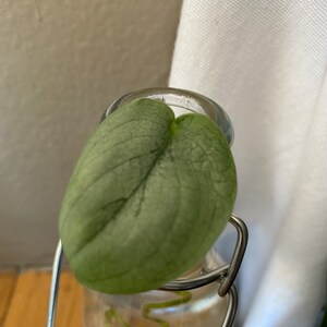 Silver Hero Platinum US Seller Rare Scindapsus Pictus Pothos Plant ...