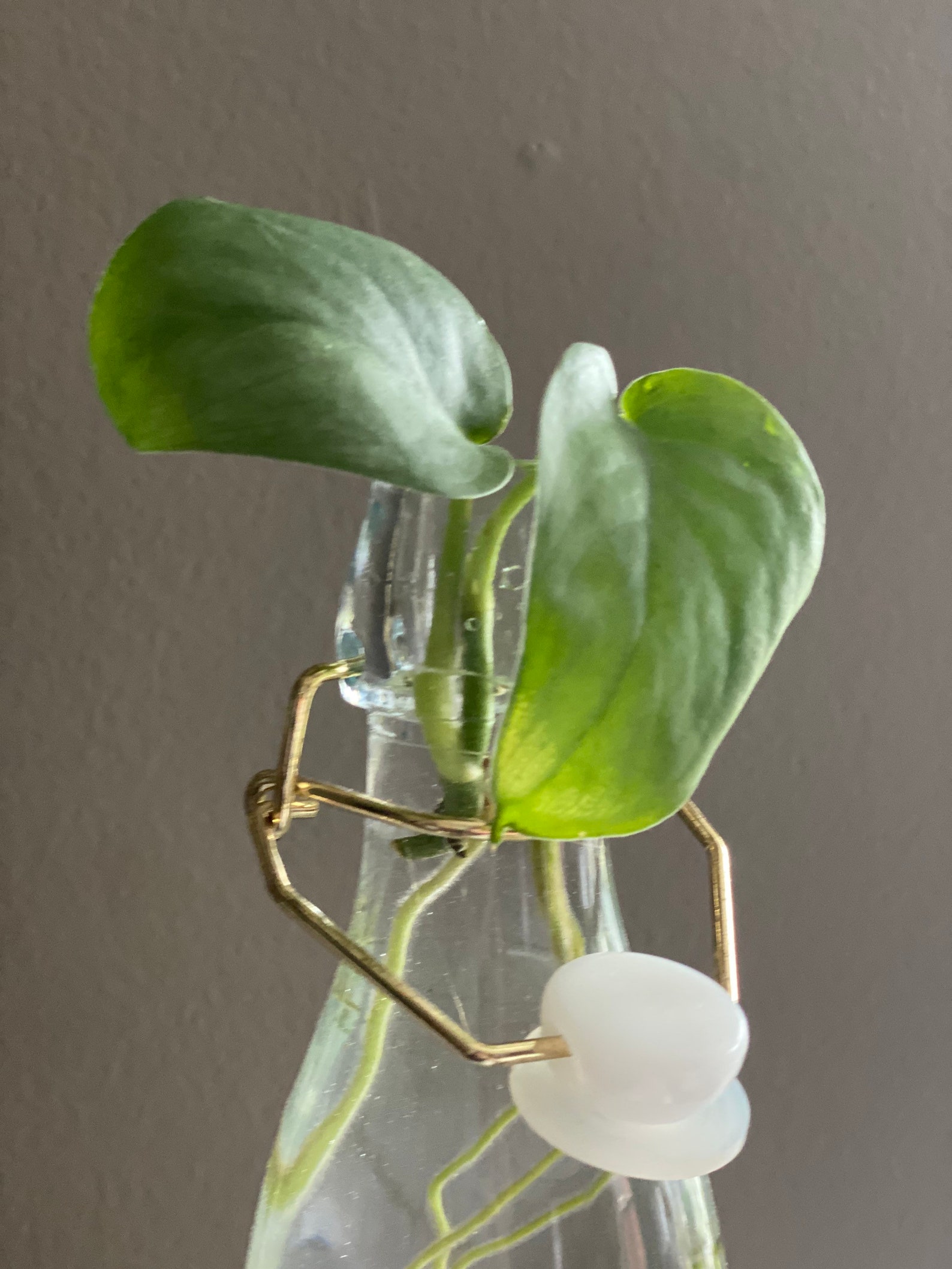 Silver Hero Platinum US Seller Rare Scindapsus Pictus Pothos - Etsy
