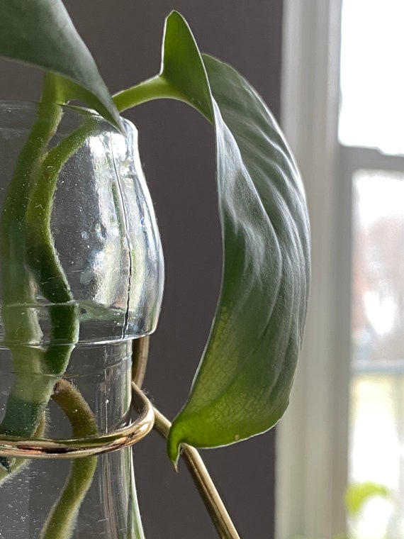 Silver Hero Platinum US Seller Rare Scindapsus Pictus Pothos - Etsy