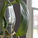 Silver Hero Platinum US Seller Rare Scindapsus Pictus Pothos Plant ...