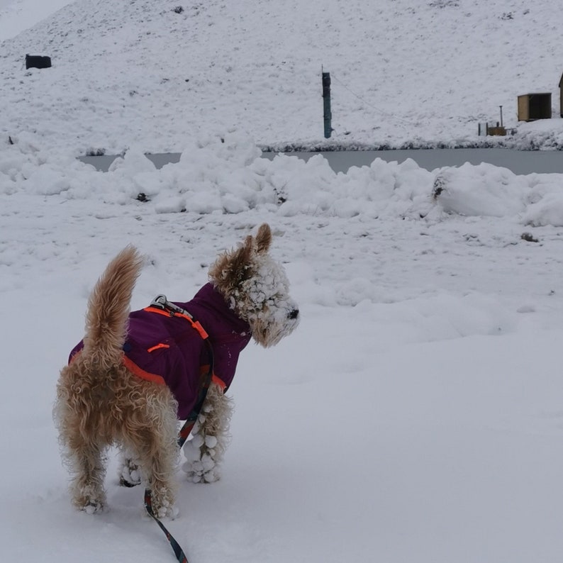 Sub-zero Dog Coat Pattern - Etsy