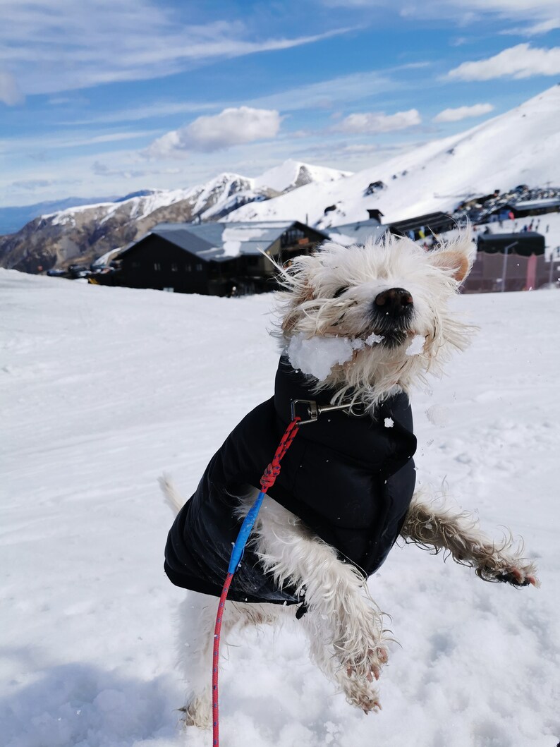 Sub-zero Dog Coat Pattern - Etsy