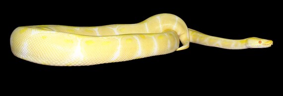 Albino Ball Python Photo Clip Art Photo for Stickers and | Etsy