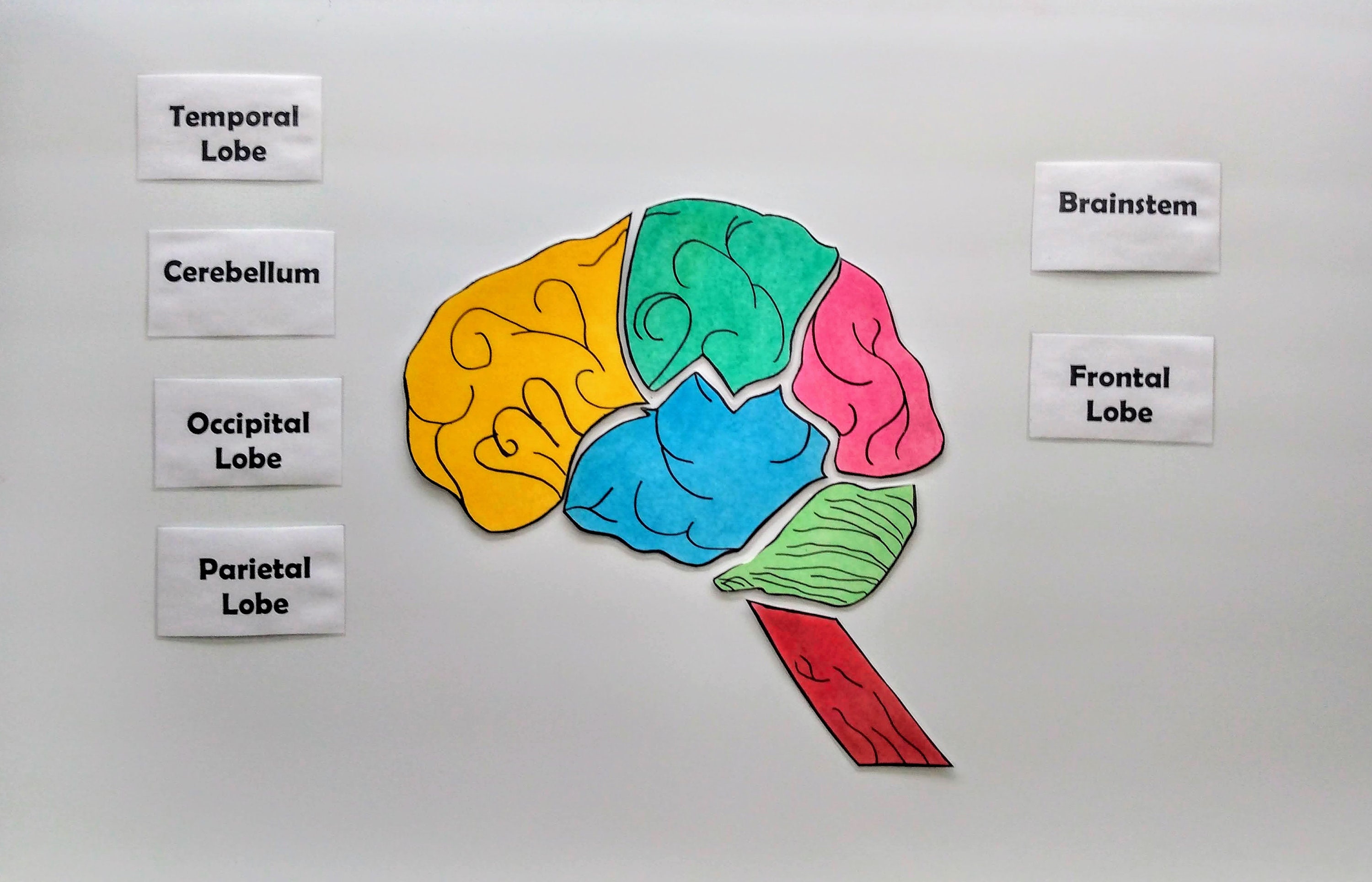 Brain Diagram Classroom Teaching Visual | Etsy