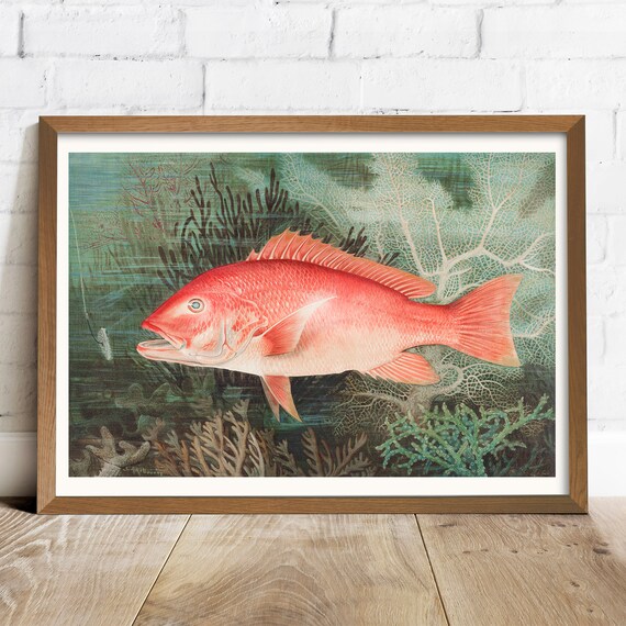 Framed Northern Red Snapper Print Wall Art Decor Framed Art | Etsy