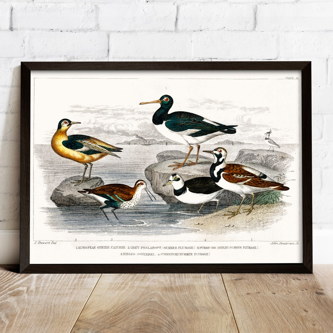 Framed Birds Print, Wall Art Decor, Framed Art, Illustrated by Oliver ...