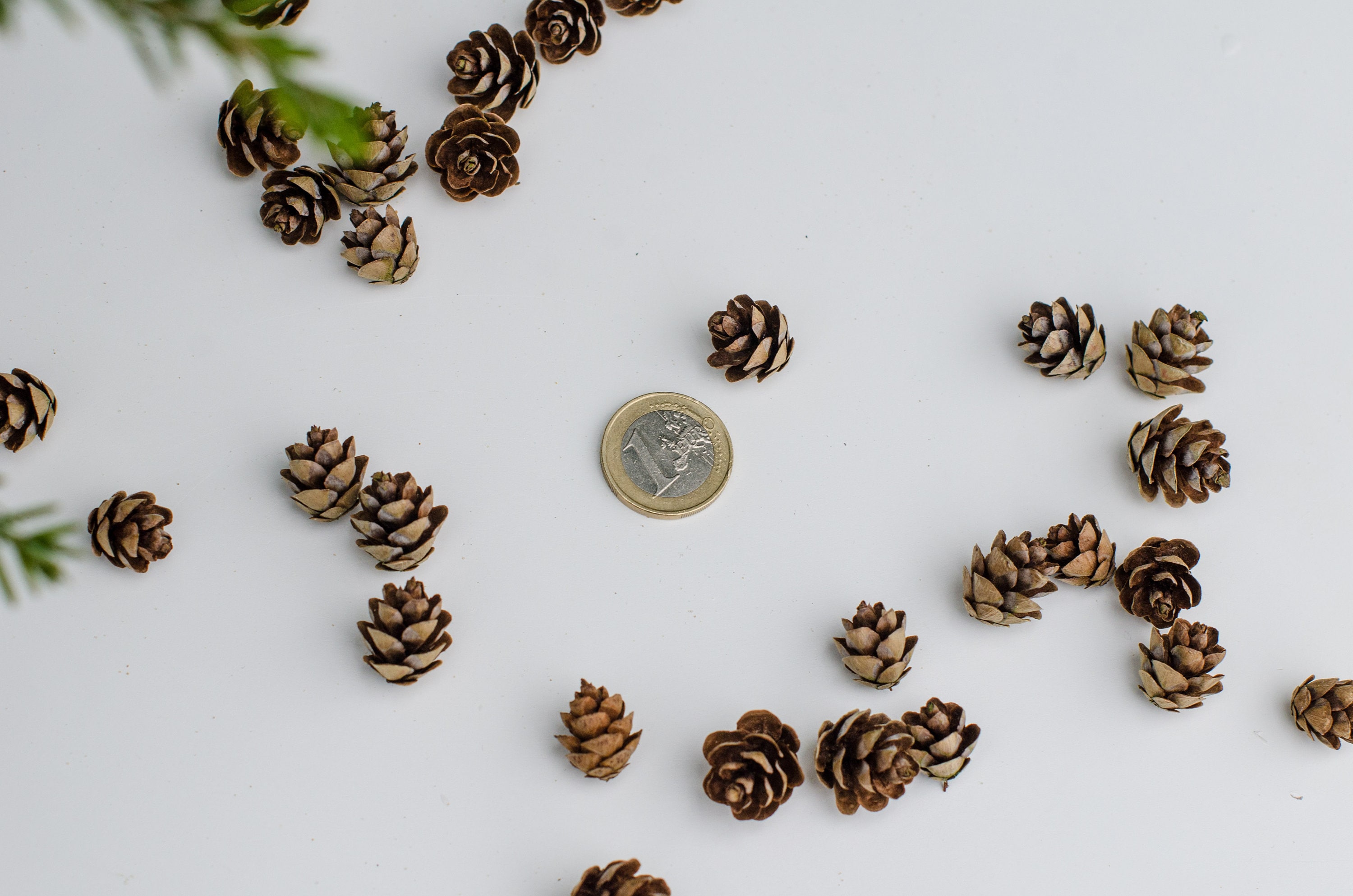 Mini Pinecones, 60 or 120 Miniature Pinecones for Craft Supplies | Extra Small Pinecones ...