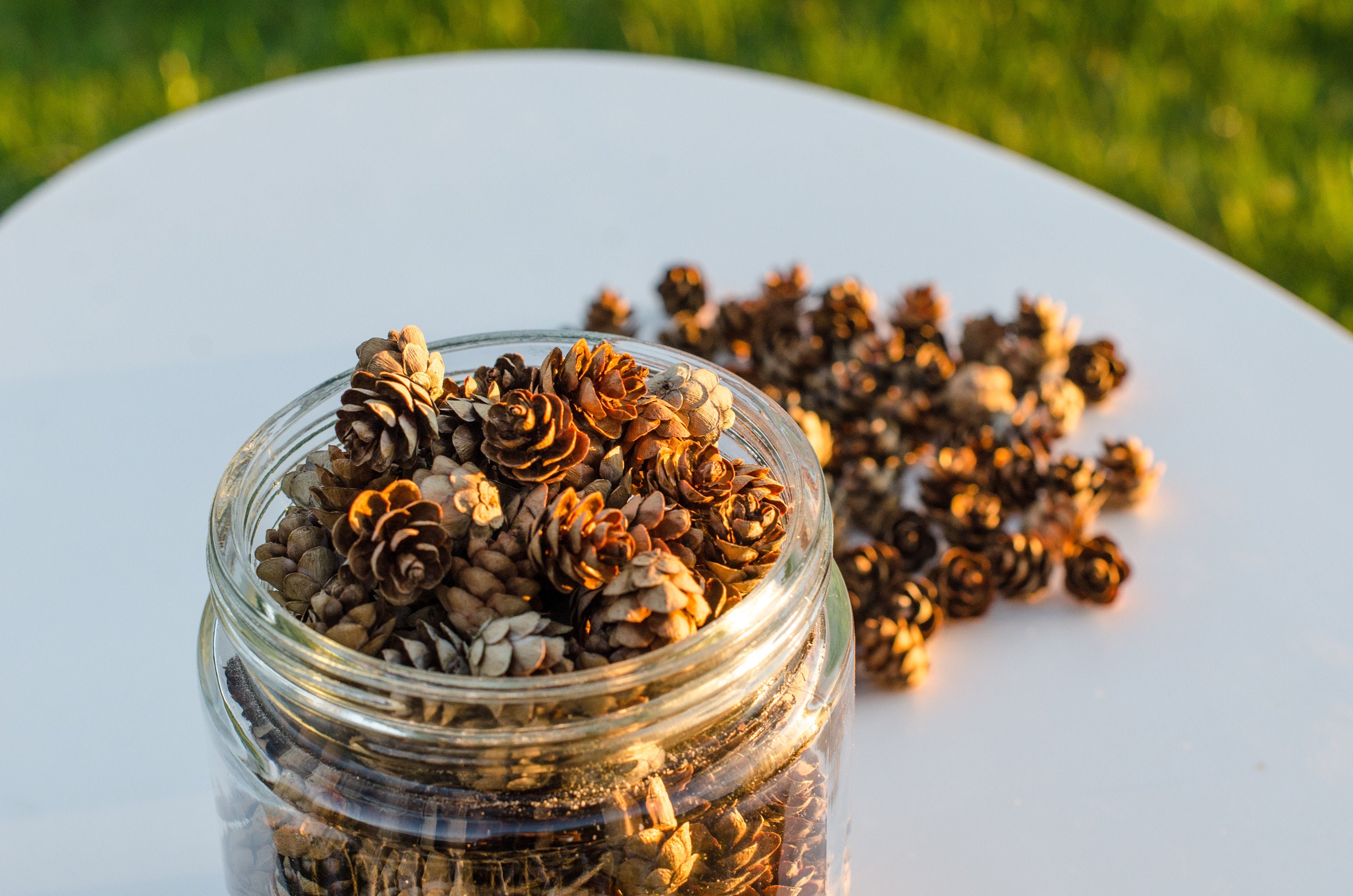 Mini Pinecones, 60 or 120 Miniature Pinecones for Craft Supplies | Extra Small Pinecones ...