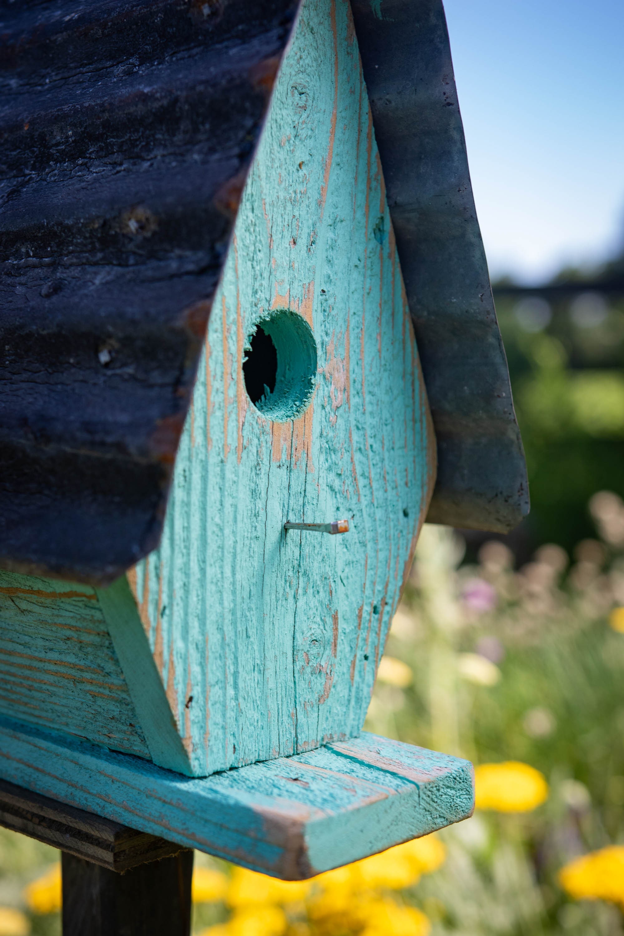 A-frame Unique Birdhouse Attracts Downy Woodpeckers Chickadees Titmice ...