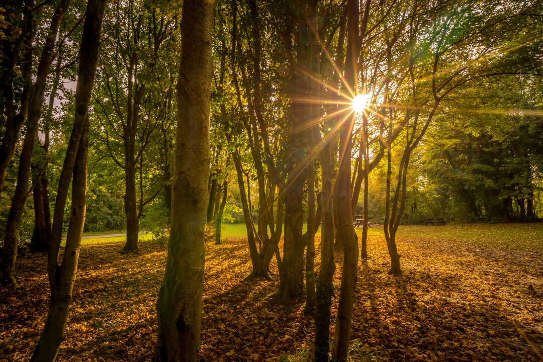 Welsh Woods Landscape Photo Print ,woods Picture, Forest Long Exposure ...