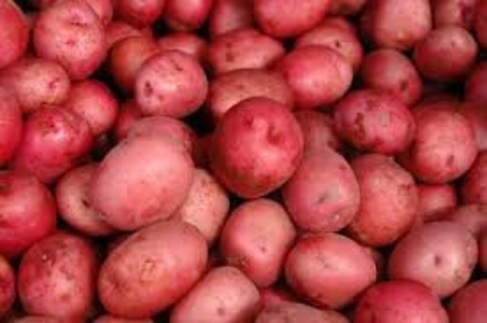 Red Potatoes Fresh Produce 10 Lbs - Etsy