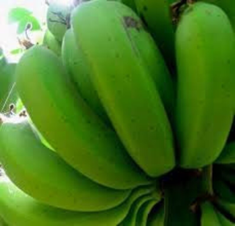 Fresh Green Organic Premium Grade A Matooke Banana 5 Lbs - Etsy