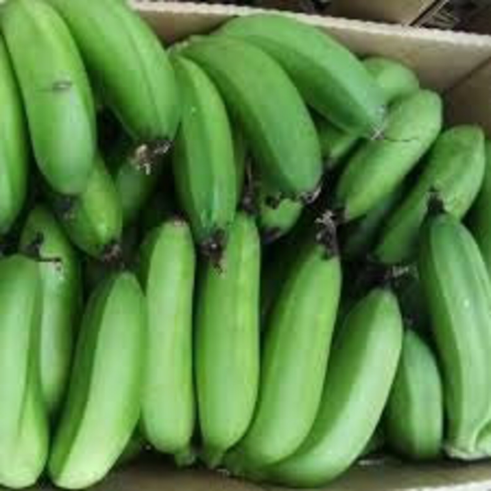 Fresh Green Organic Premium Grade A Matooke Banana 5 Lbs - Etsy