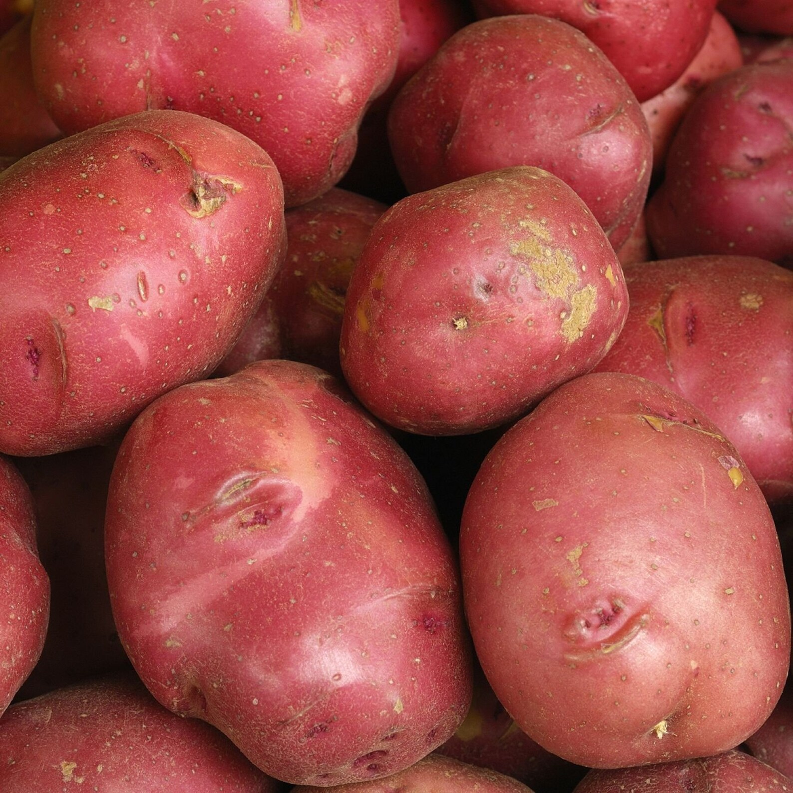 Patatas Rojas Frescas Produce 10 libras - Etsy España