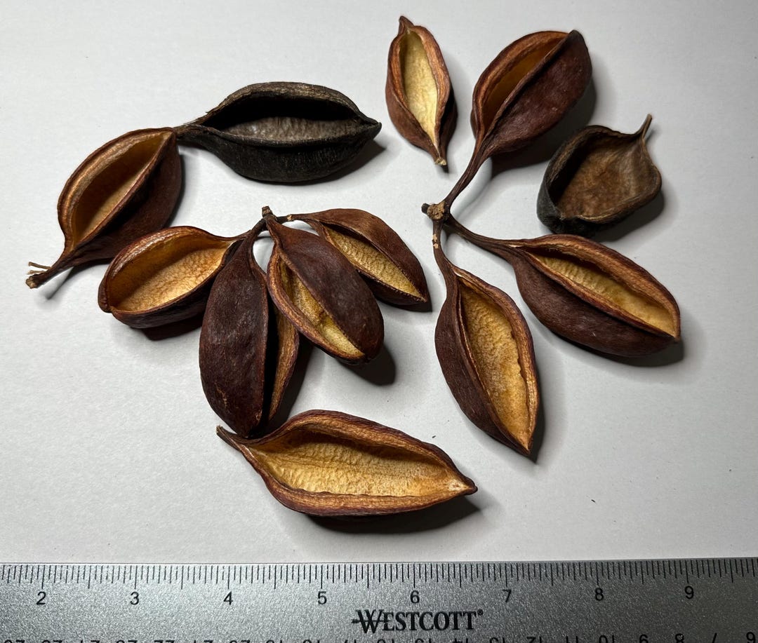 1pc Assorted Bottle Tree Seed Pods - Etsy