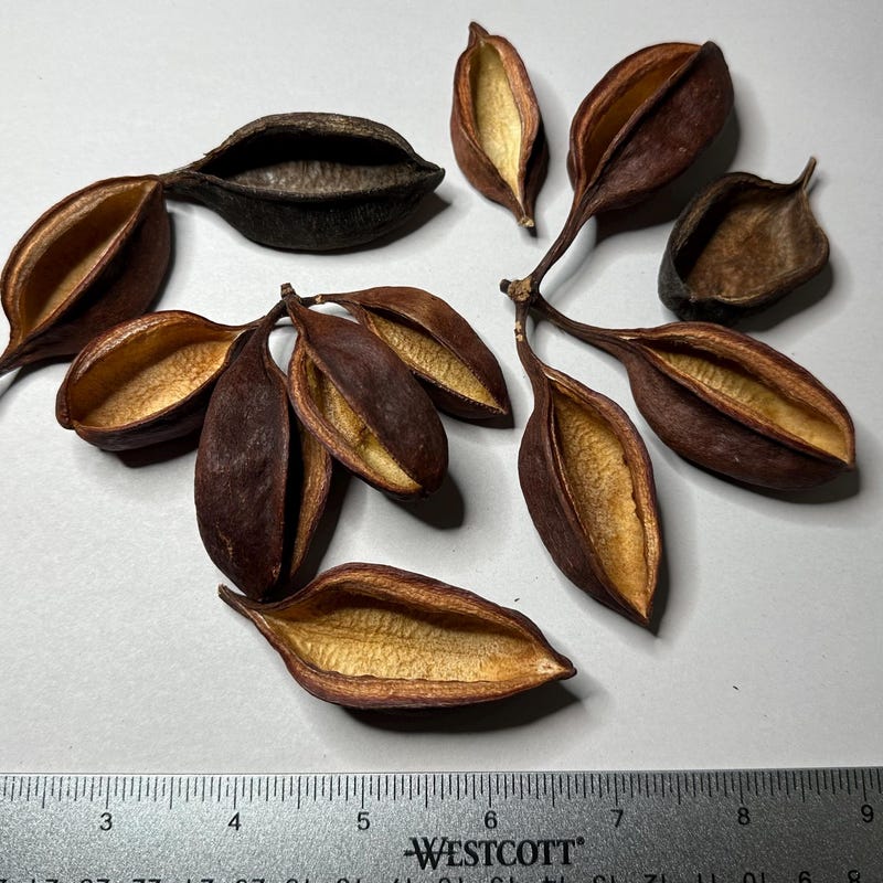 Tree Seed Pods - Etsy