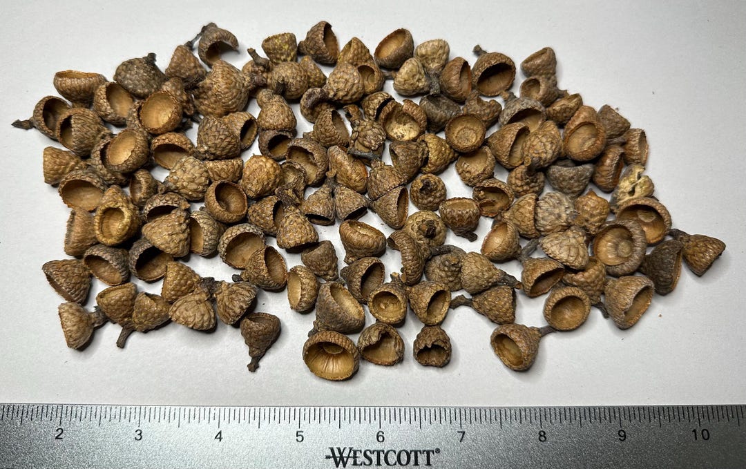 2oz Acorn Caps - Etsy