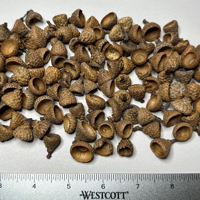 Acorn Caps - Etsy