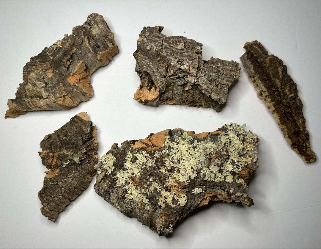 1pc Assorted Cork Bark Hides - Etsy
