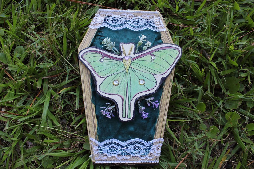 Luna Moth Shadow Box - Etsy