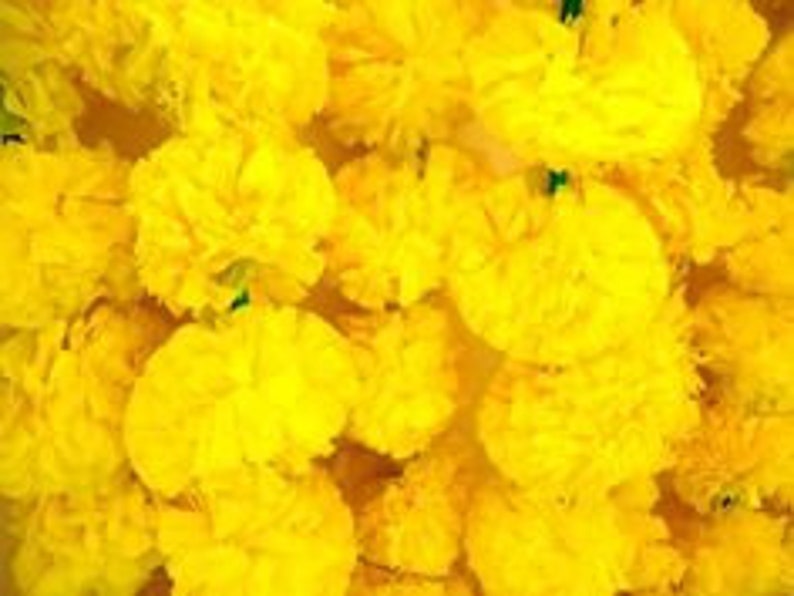 Express Shipping 30 Strings Yellow Indian Marigold Garland - Etsy