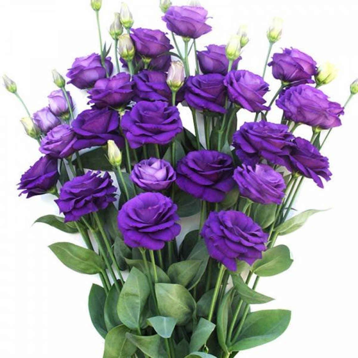 5 PCS Eustoma Seeds. Violet F1 grandiflorum lisianthus flower | Etsy