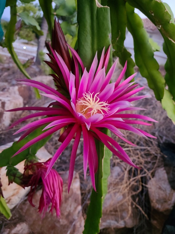 Rare Varieties LARGE Dragon Fruit Cuttings - Etsy