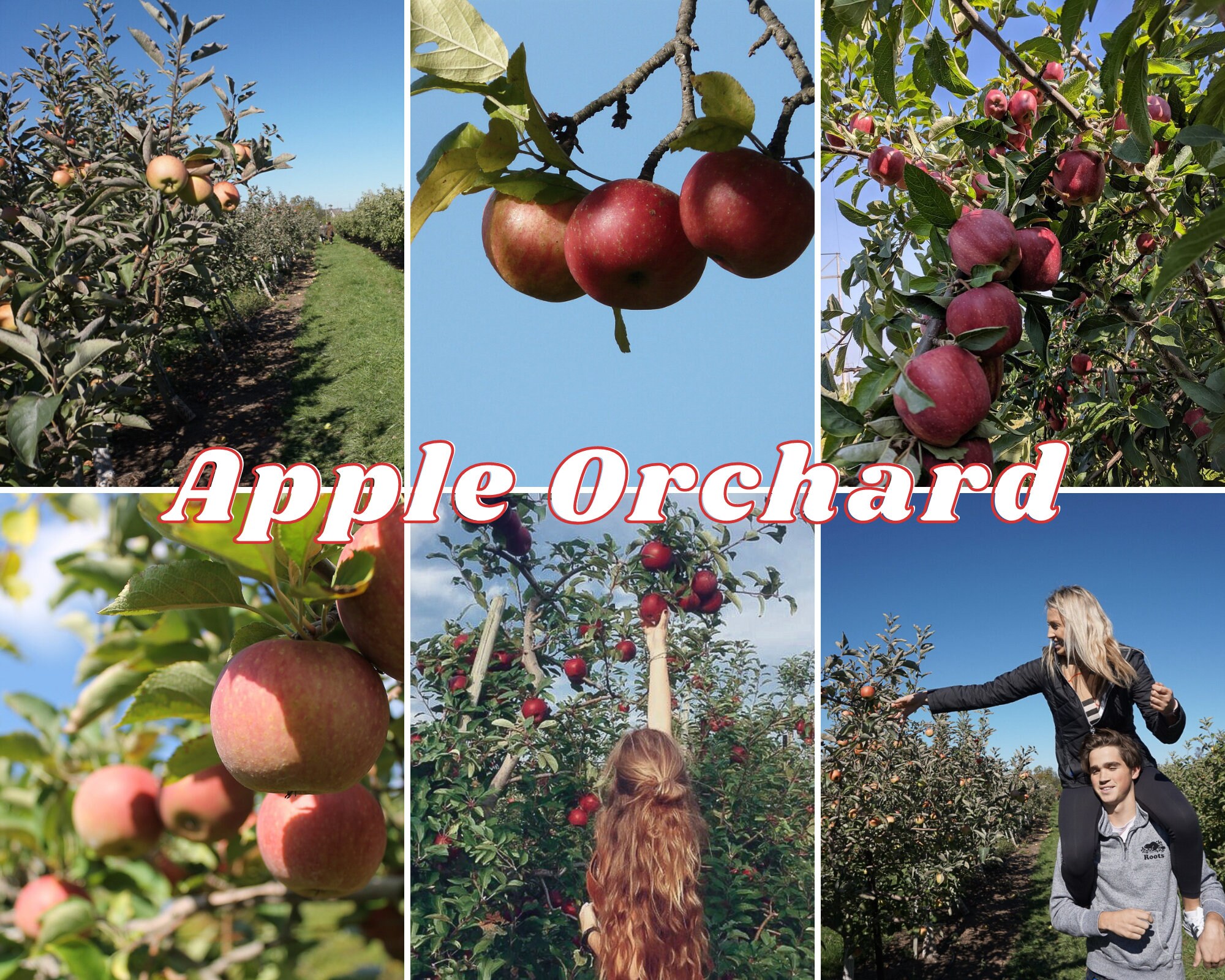Apple Orchard by Planned Presets (outdoor Filter, Daytime Preset, Apple ...