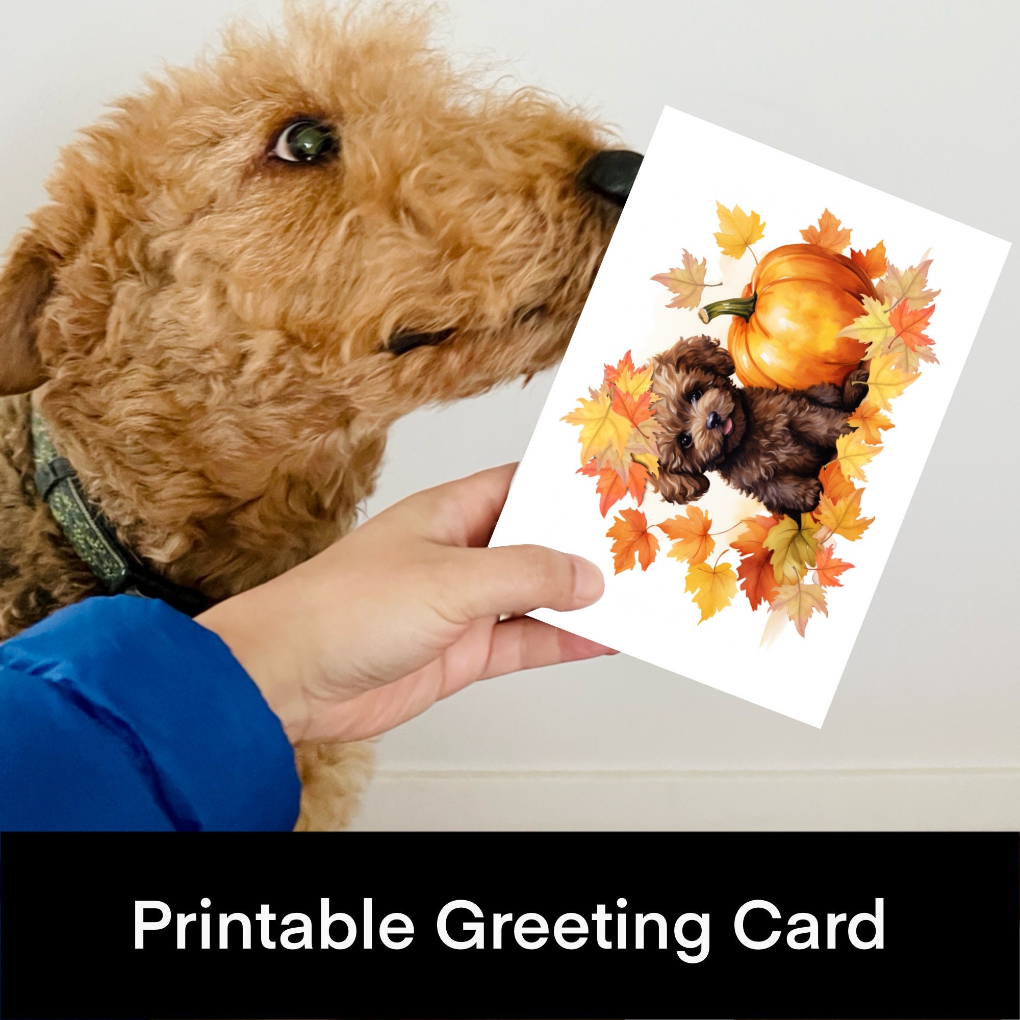 Printable Greeting Card / Toy Poodle Puppy / 5 X 7 Size / Instant ...