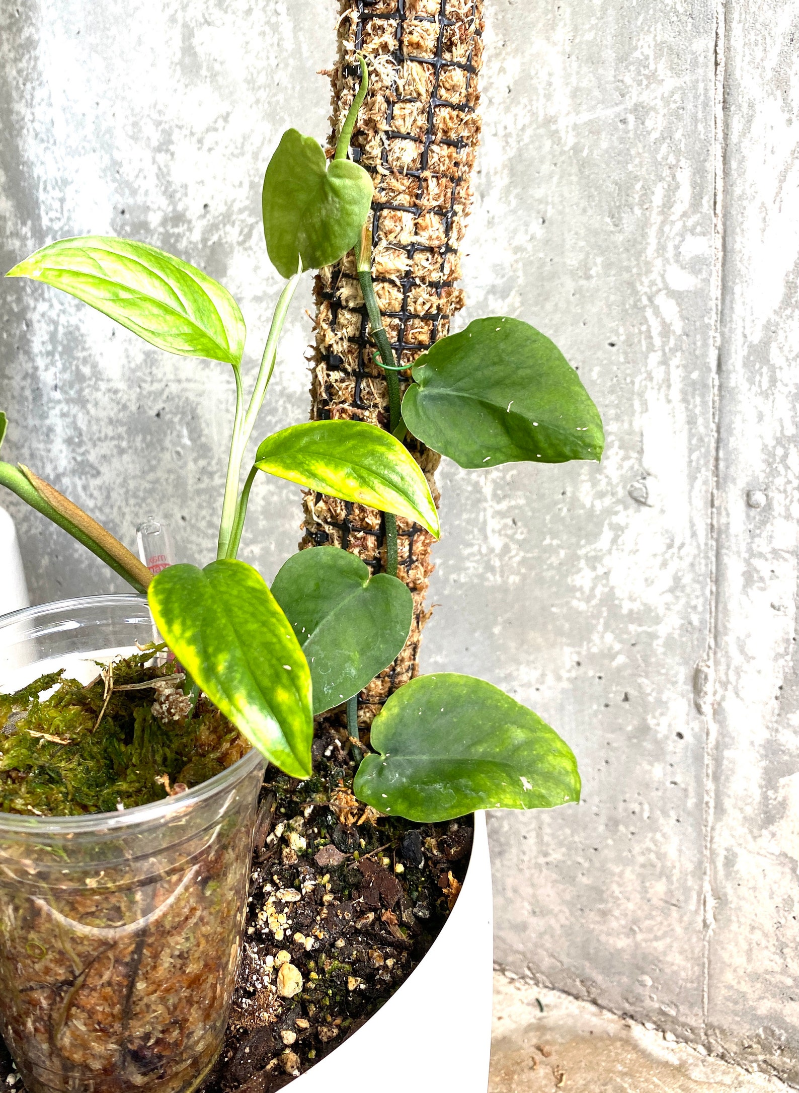 US Rare Monstera Punctulata Fully Rooted TEXAS | Etsy