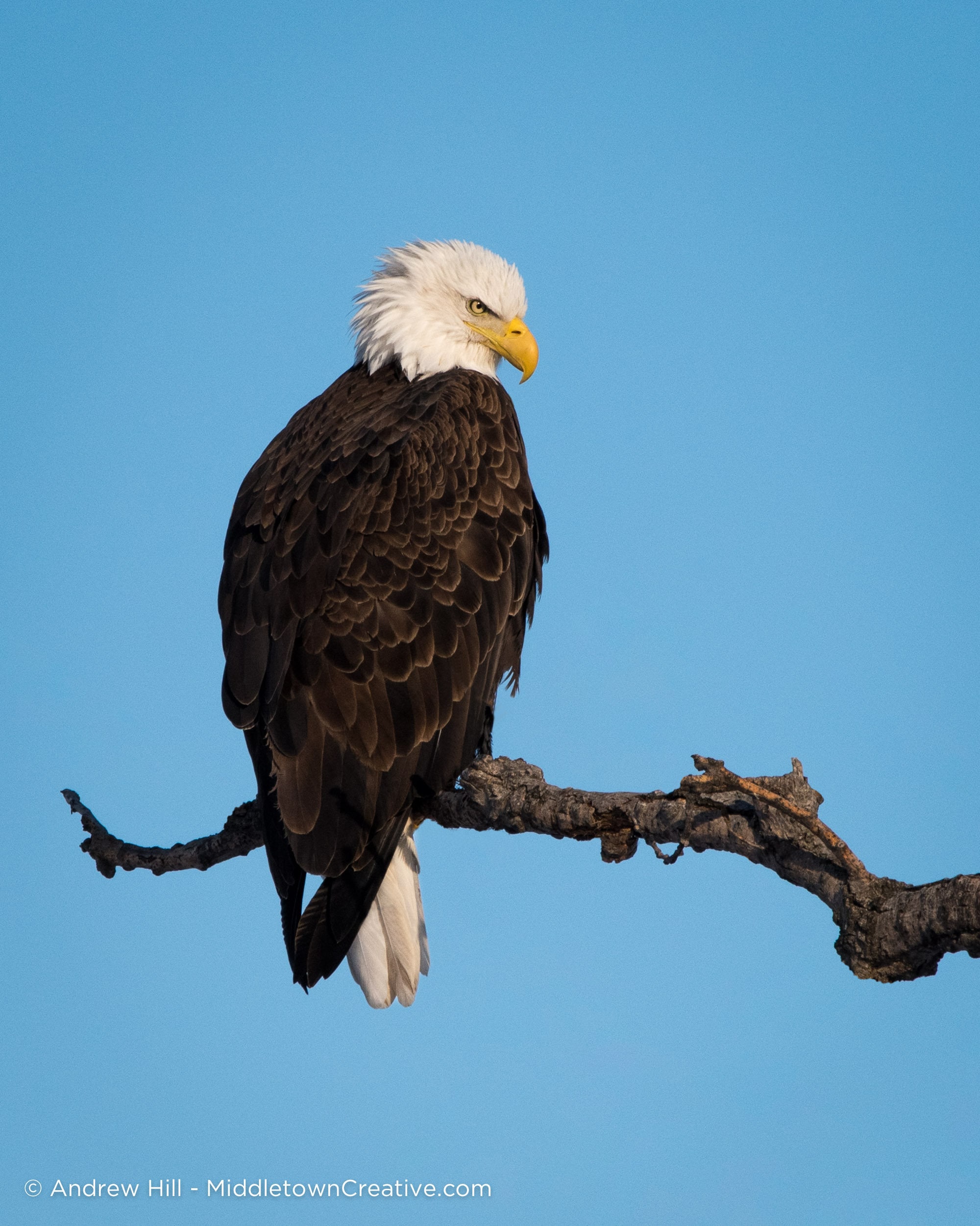 Perched Bald Eagle - Etsy