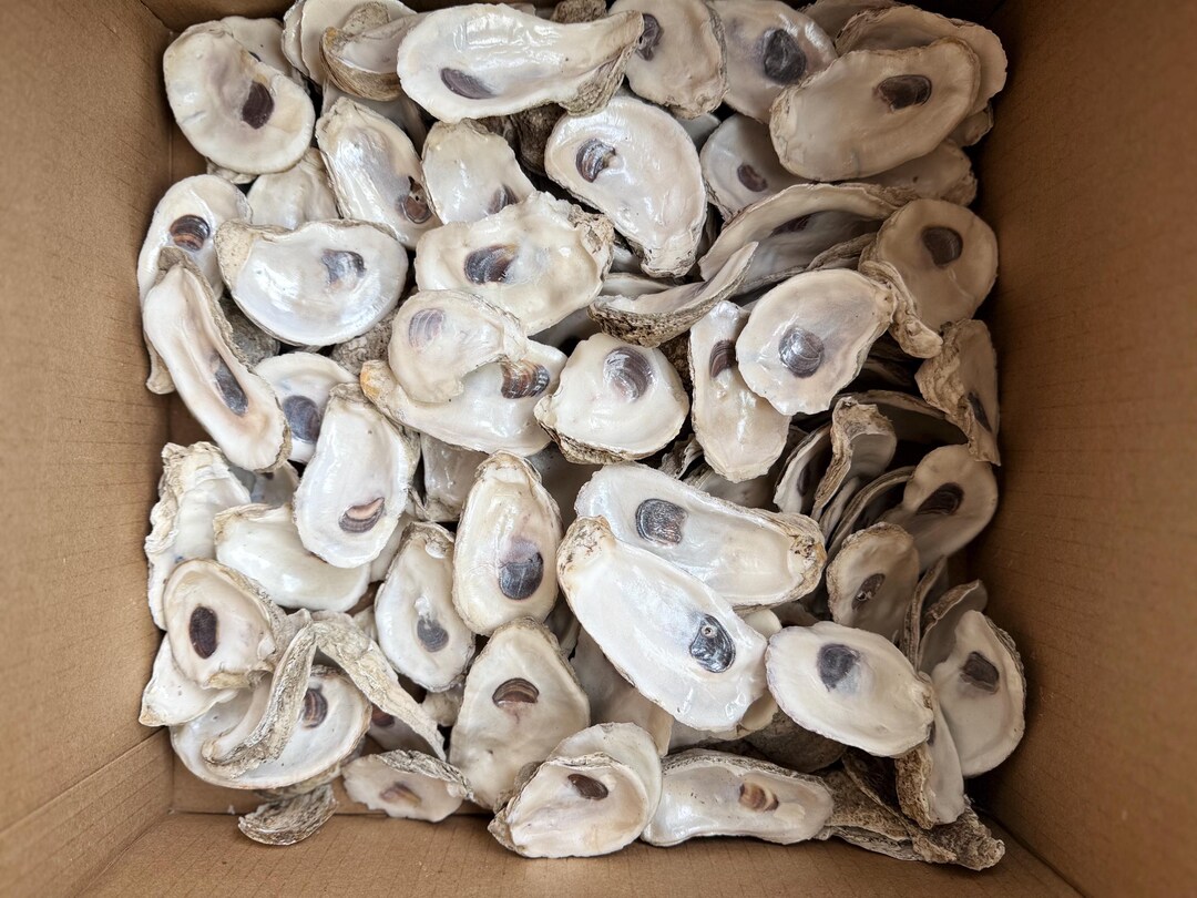 100 Bleached, Cleaned, Glazed Oyster Shells - Etsy