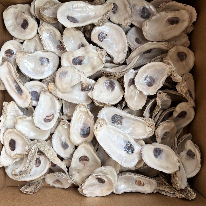 Painted Shells on Sale - Etsy