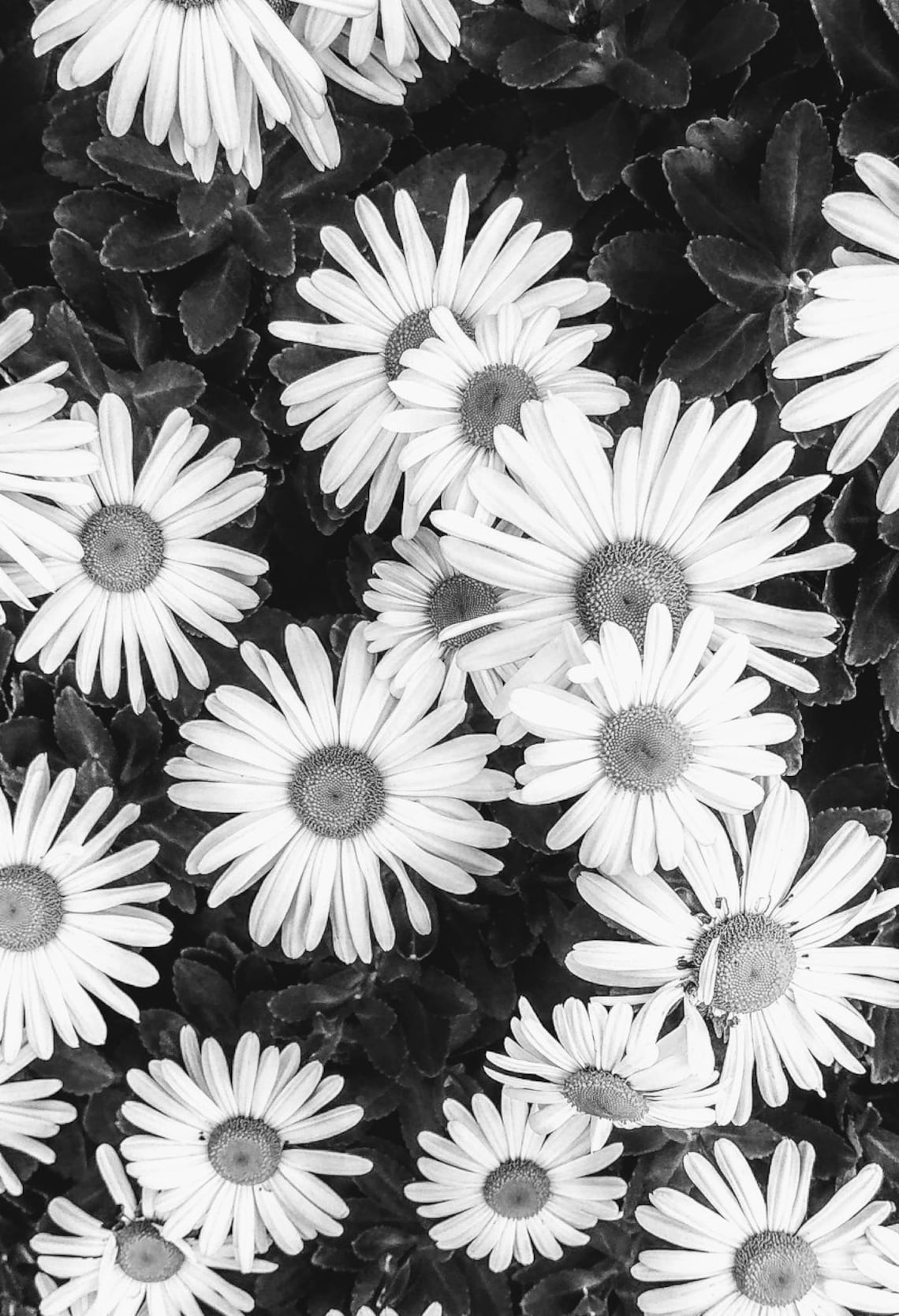 Photographie en noir et blanc: Fleurs | Etsy