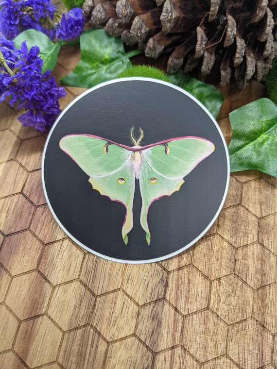 3inch round vinyl luna moth sticker | Etsy