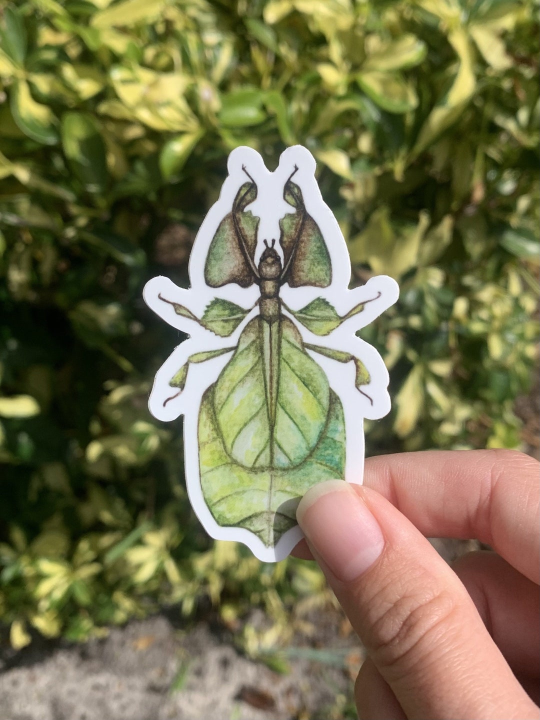 3inch Vinyl Leaf Bug Sticker - Etsy