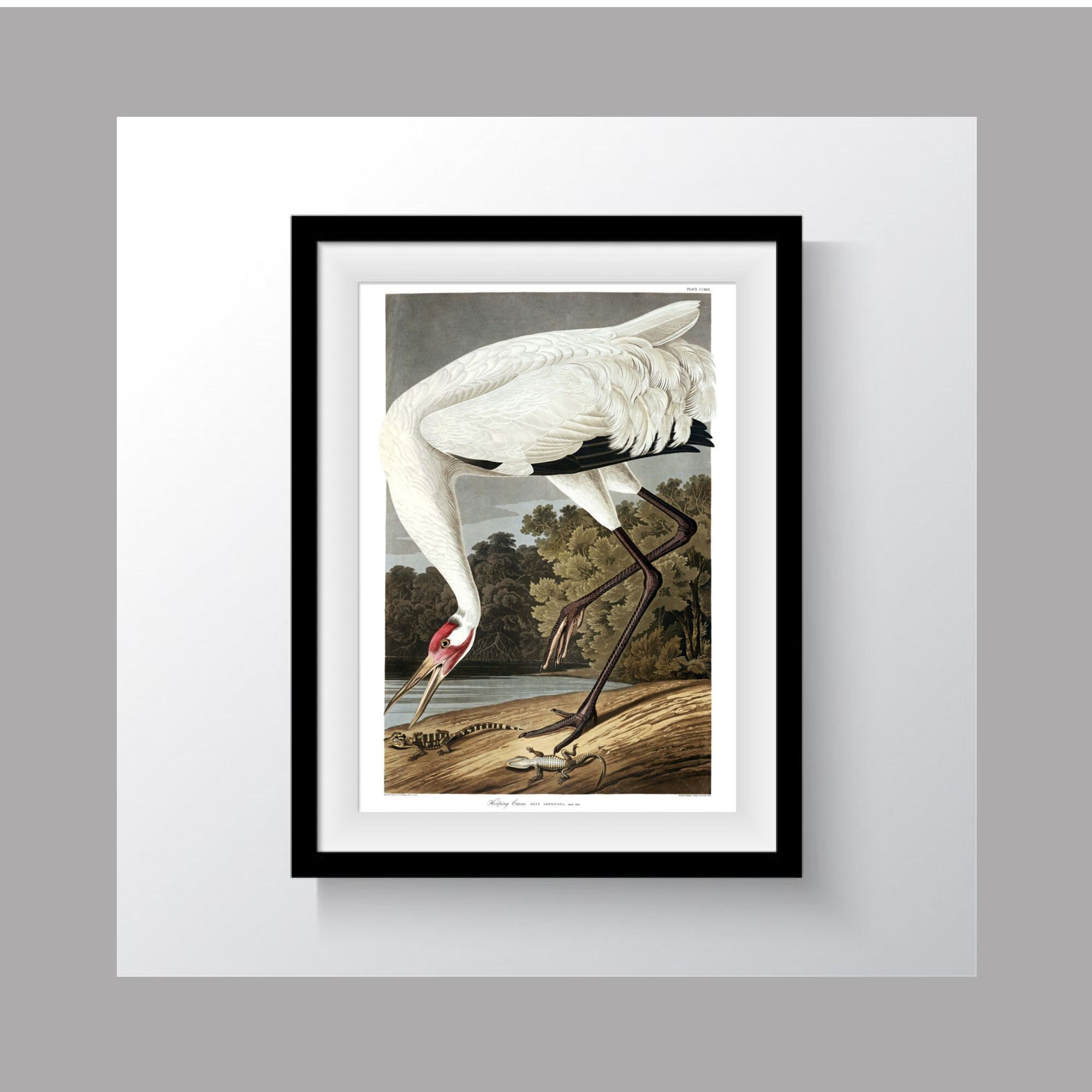 Whooping Crane Digital Art Whooping Cranes Hooping Crane | Etsy
