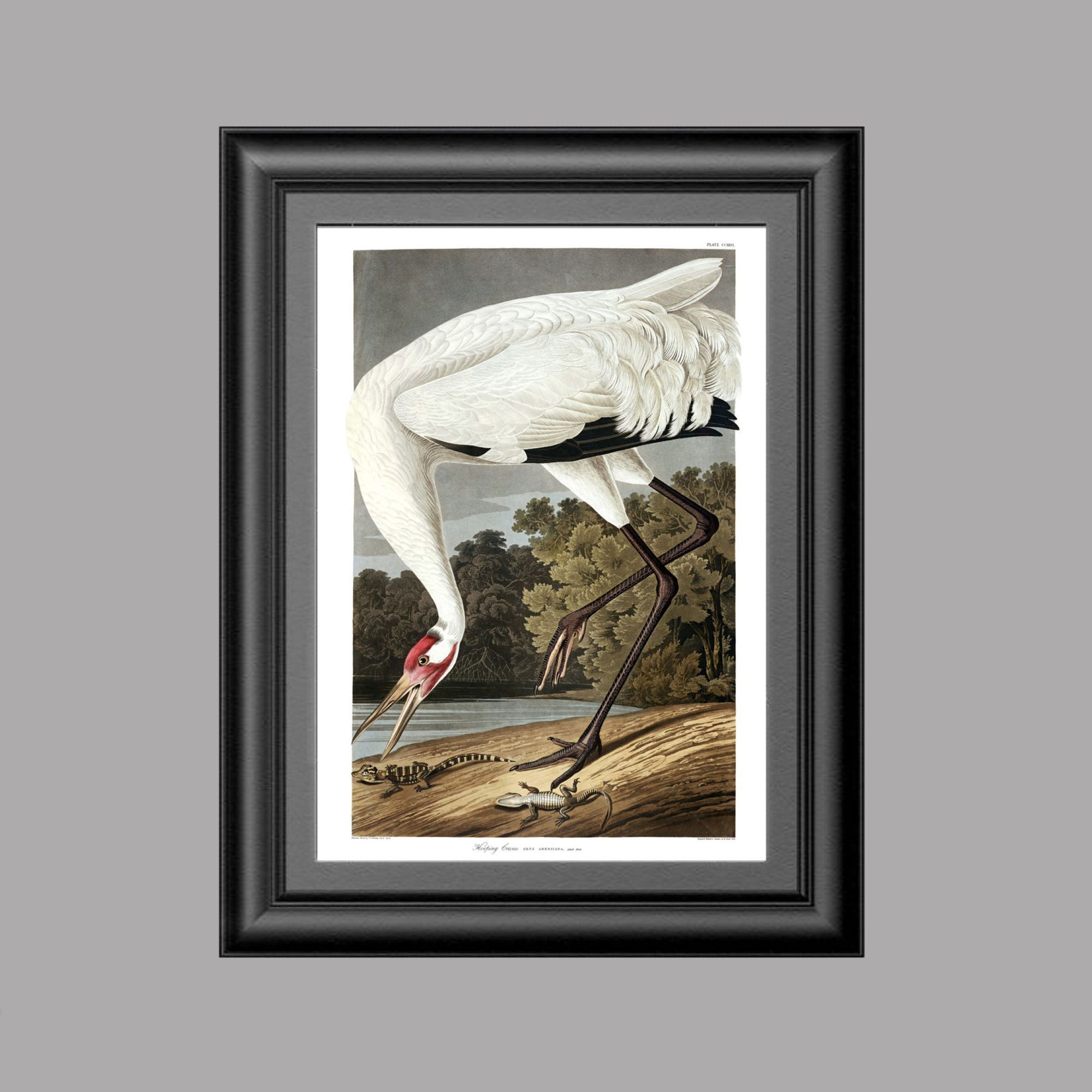 Whooping Crane Digital Art Whooping Cranes Hooping Crane | Etsy