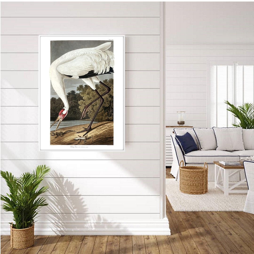 Whooping Crane Digital Art, Whooping Cranes, Hooping Crane, Audubon ...